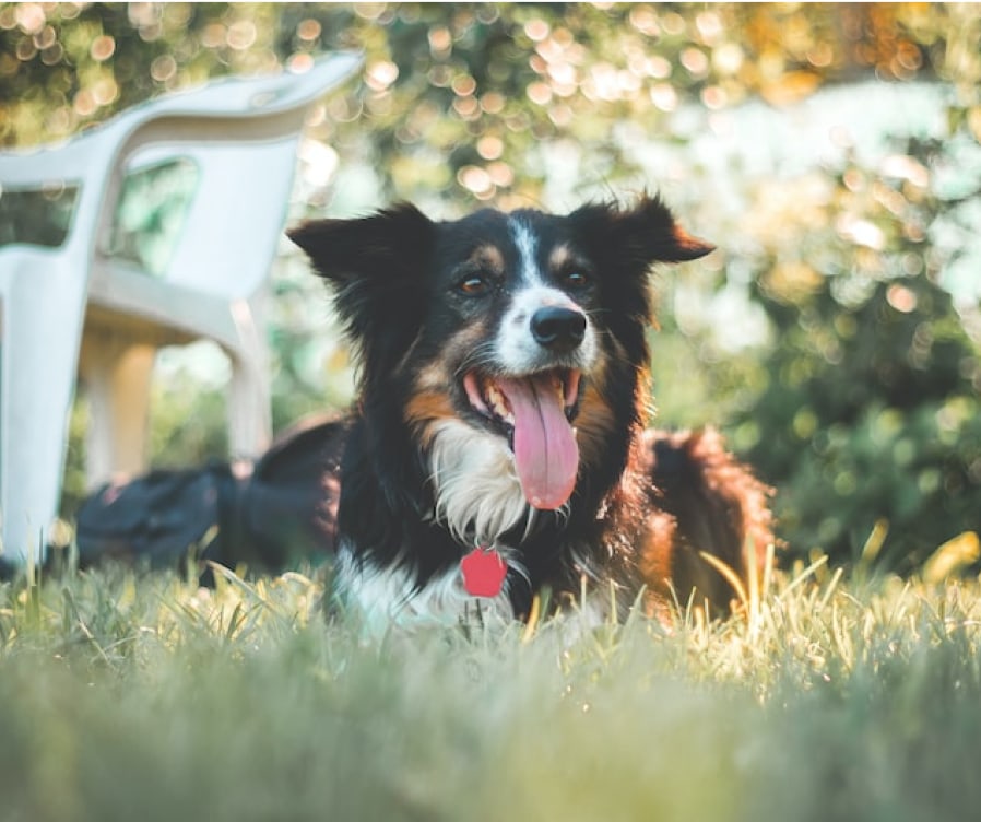 Perché il cane perde il pelo? Scopri le 5 cause | Vettys Perché il cane perde il pelo? Scopri le 5 cause | Vettys